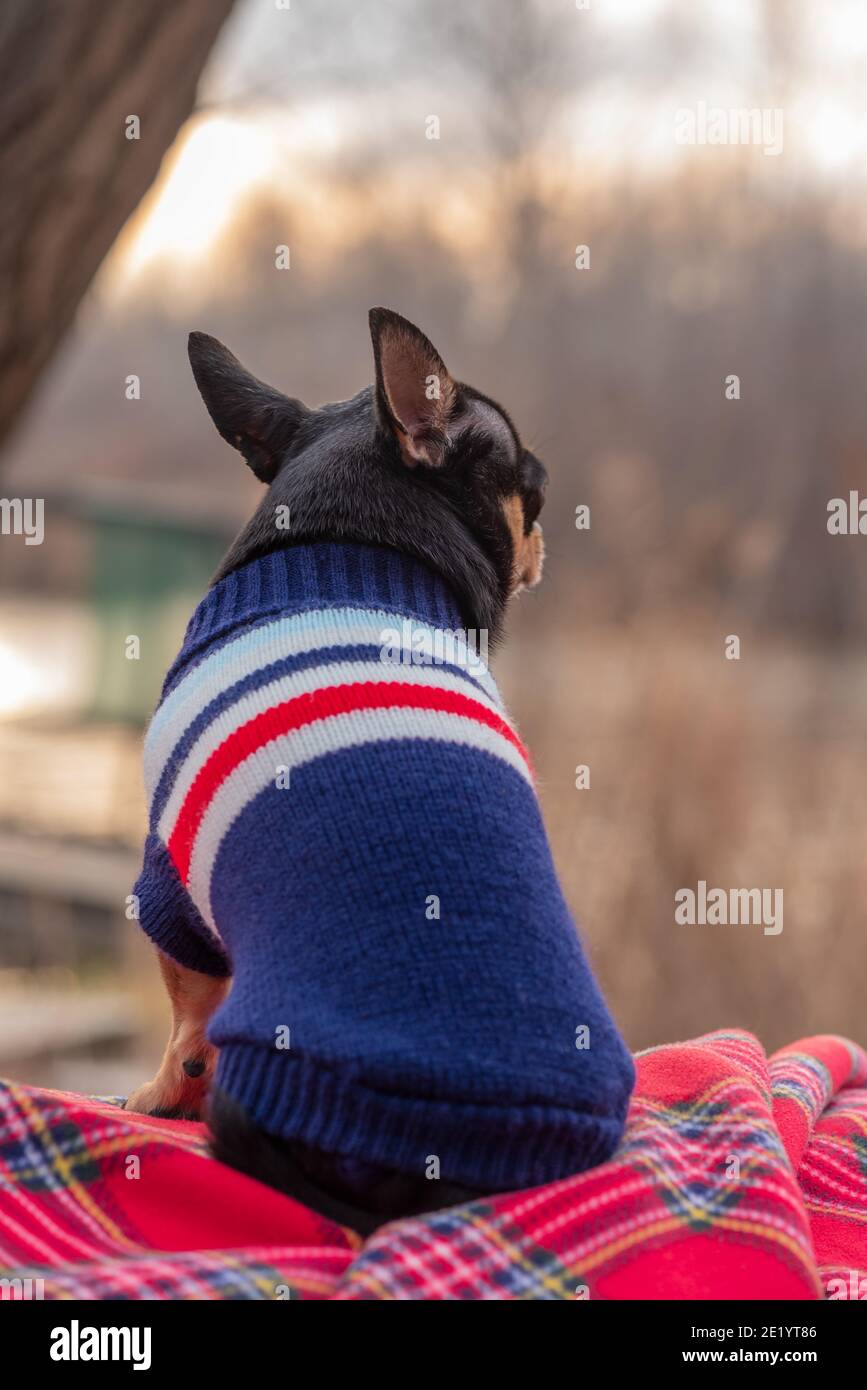 adorable chihuahua dog outdoors in a sweater. Chihuahua in a sweater ...
