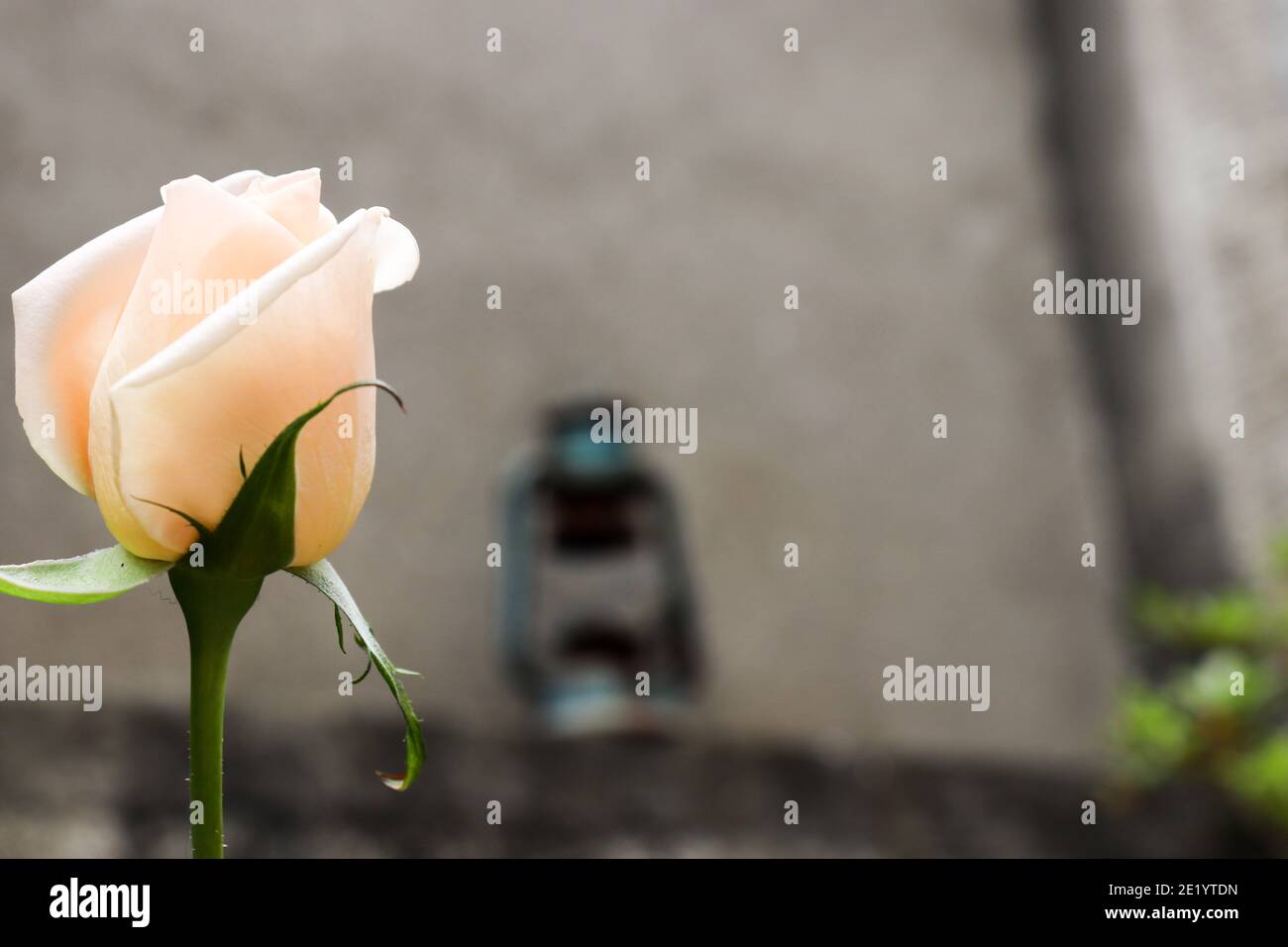 Indoor pot red rose hi-res stock photography and images - Alamy