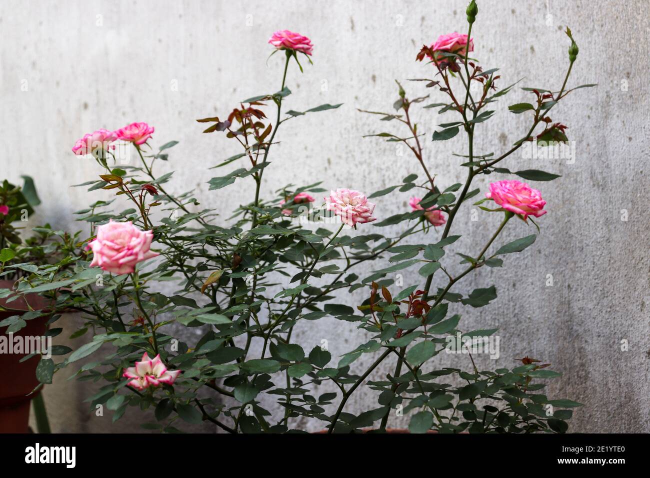 Rosemary hedge garden hi-res stock photography and images - Alamy