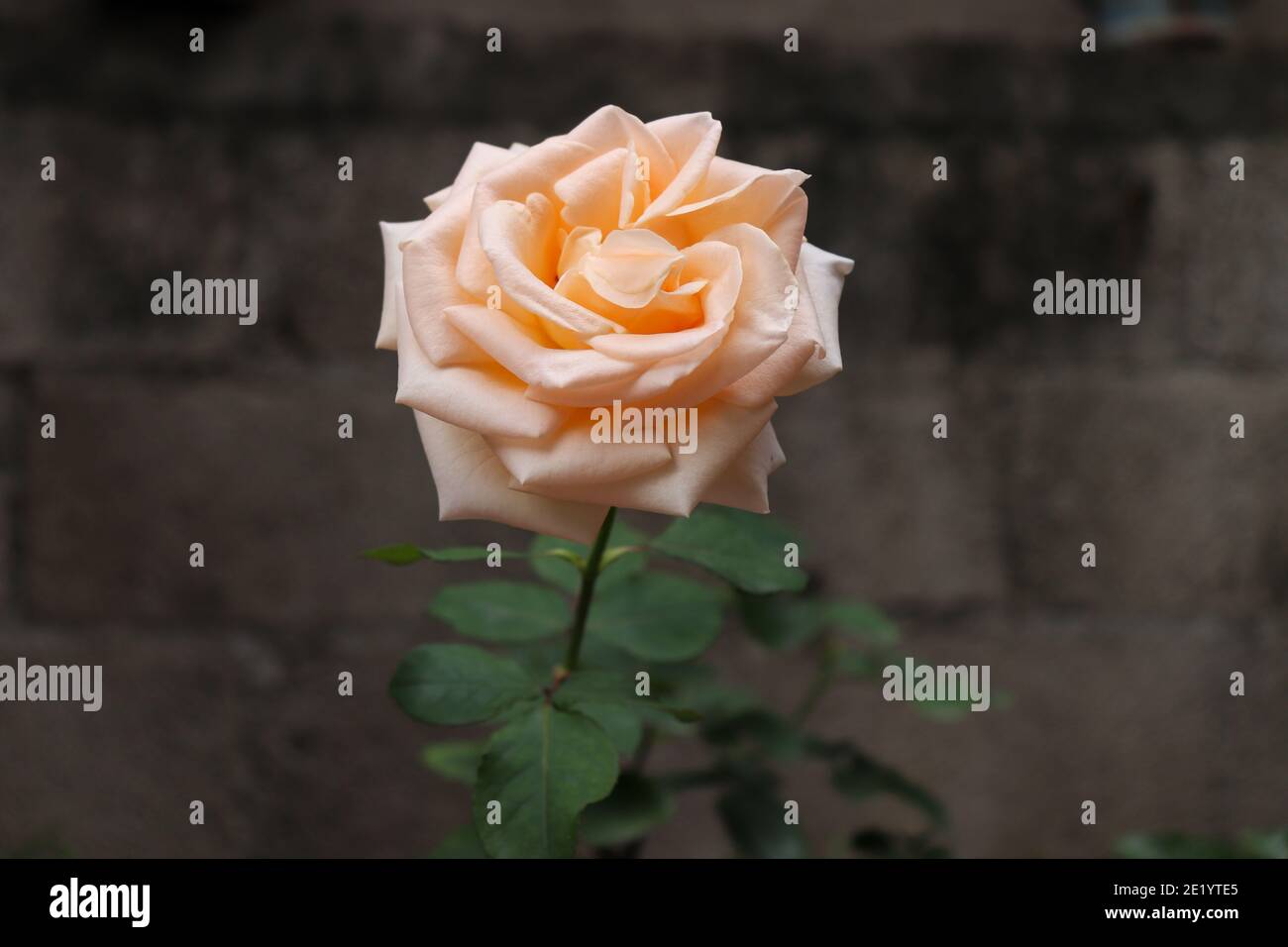 Pink rose garden inspiration hi-res stock photography and images - Alamy