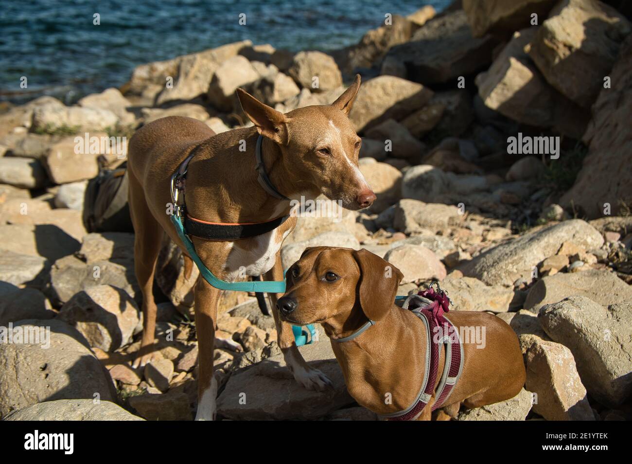 dogs in a beach with rocks enjoying a sunny day in the summer. In Spain ...