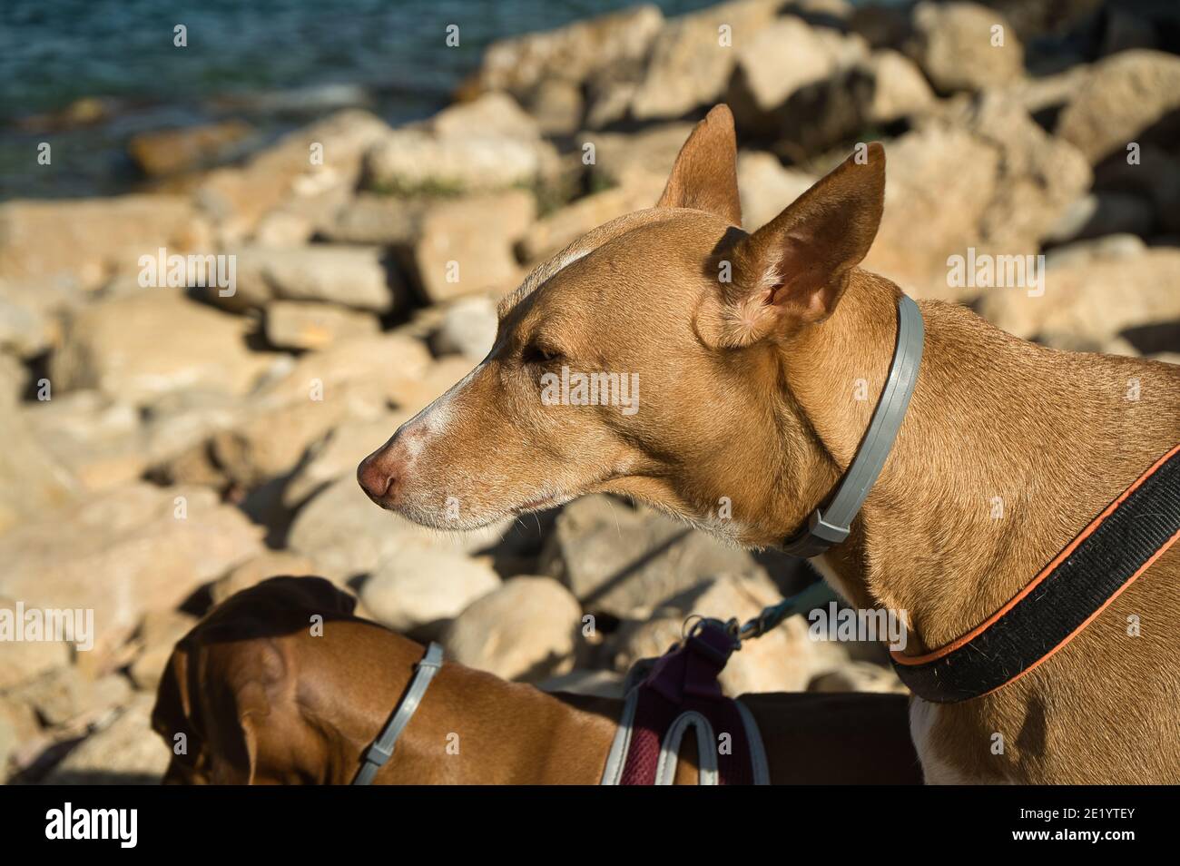 dogs in a beach with rocks enjoying a sunny day in the summer. In Spain ...