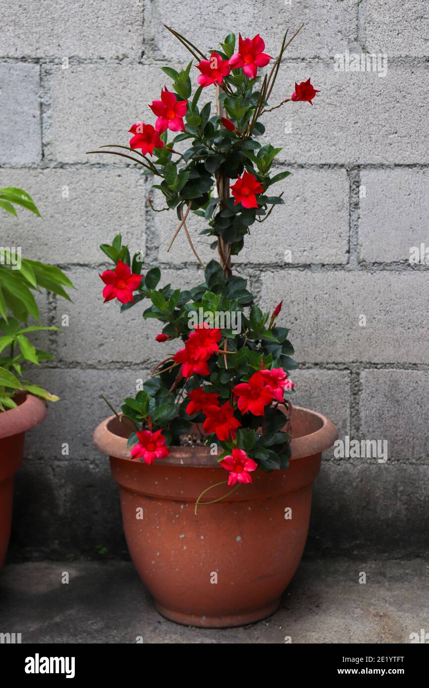 red pink rose plants in a pot garden Stock Photo - Alamy