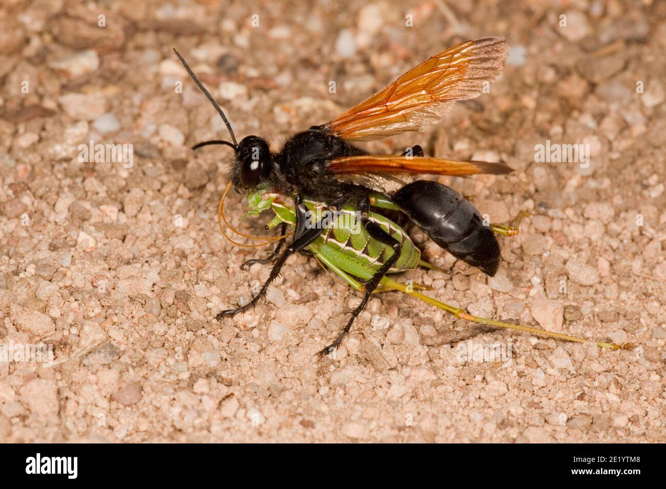 Female wasp tarantula hawk hi-res stock photography and images - Alamy