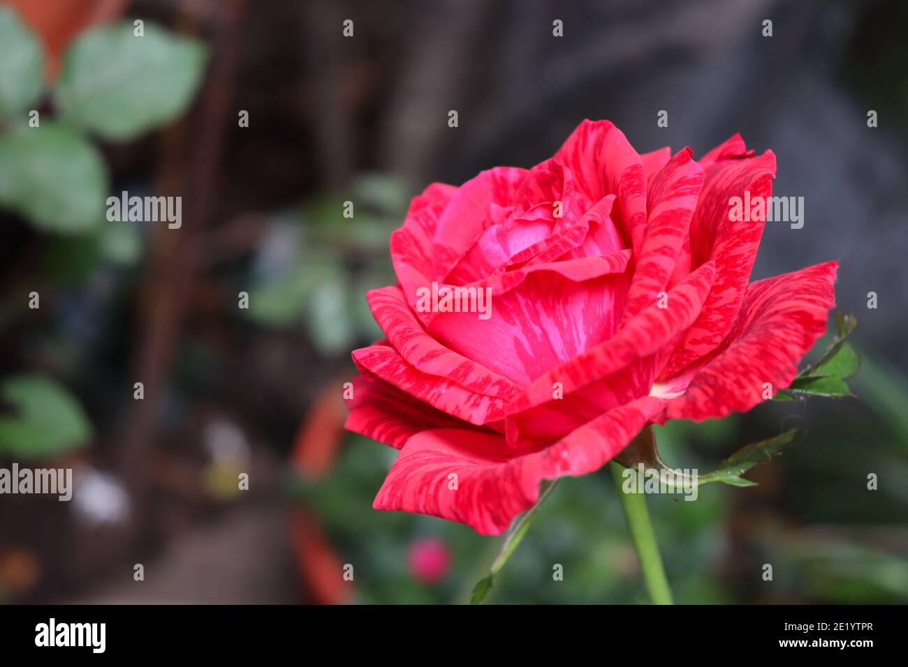 red pink rose plants in a pot garden Stock Photo - Alamy