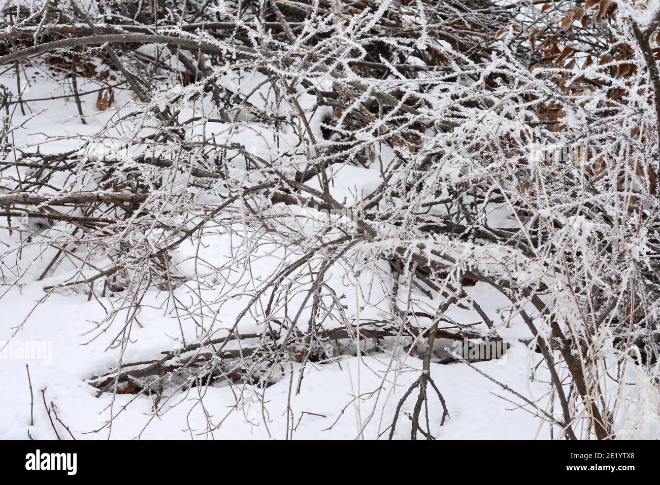 Natural background - first snow cover ground Stock Photo - Alamy