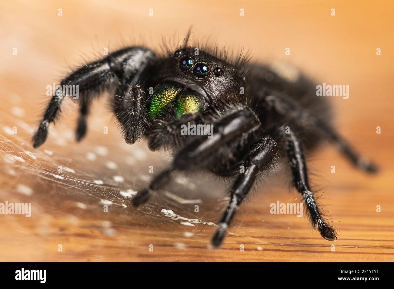 Prominent cephalothorax hi-res stock photography and images - Alamy