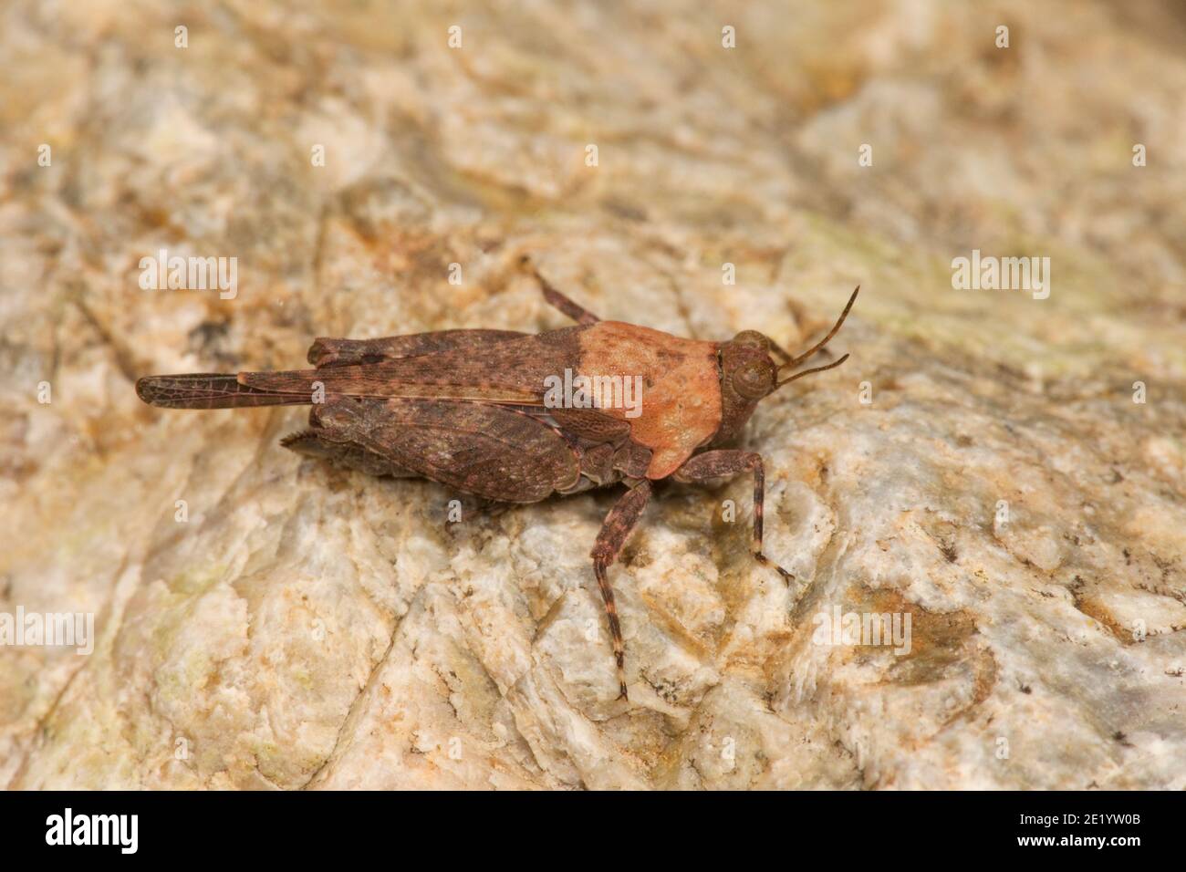 Aztec Pygmy Grasshopper, Paratettix aztecus, Tetrigidae. Length 13 mm ...