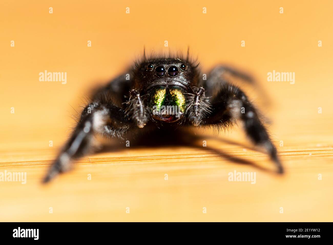 Prominent cephalothorax hi-res stock photography and images - Alamy