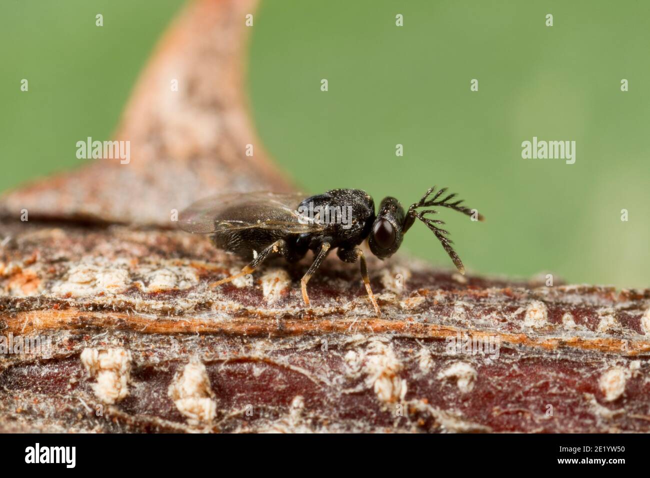 Mimosa biuncifera hi-res stock photography and images - Alamy