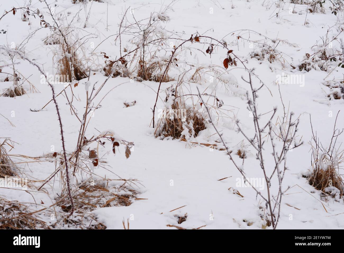 Natural background - first snow cover ground Stock Photo - Alamy