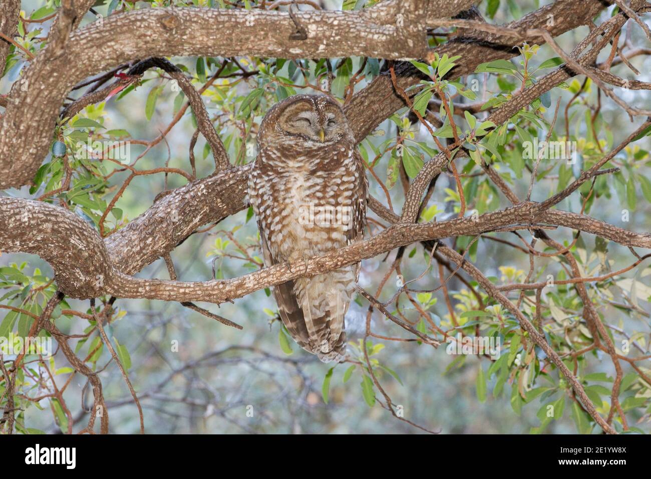 Mexican Spotted Owl male, Strix occidentalis, perched in oak tree Stock ...