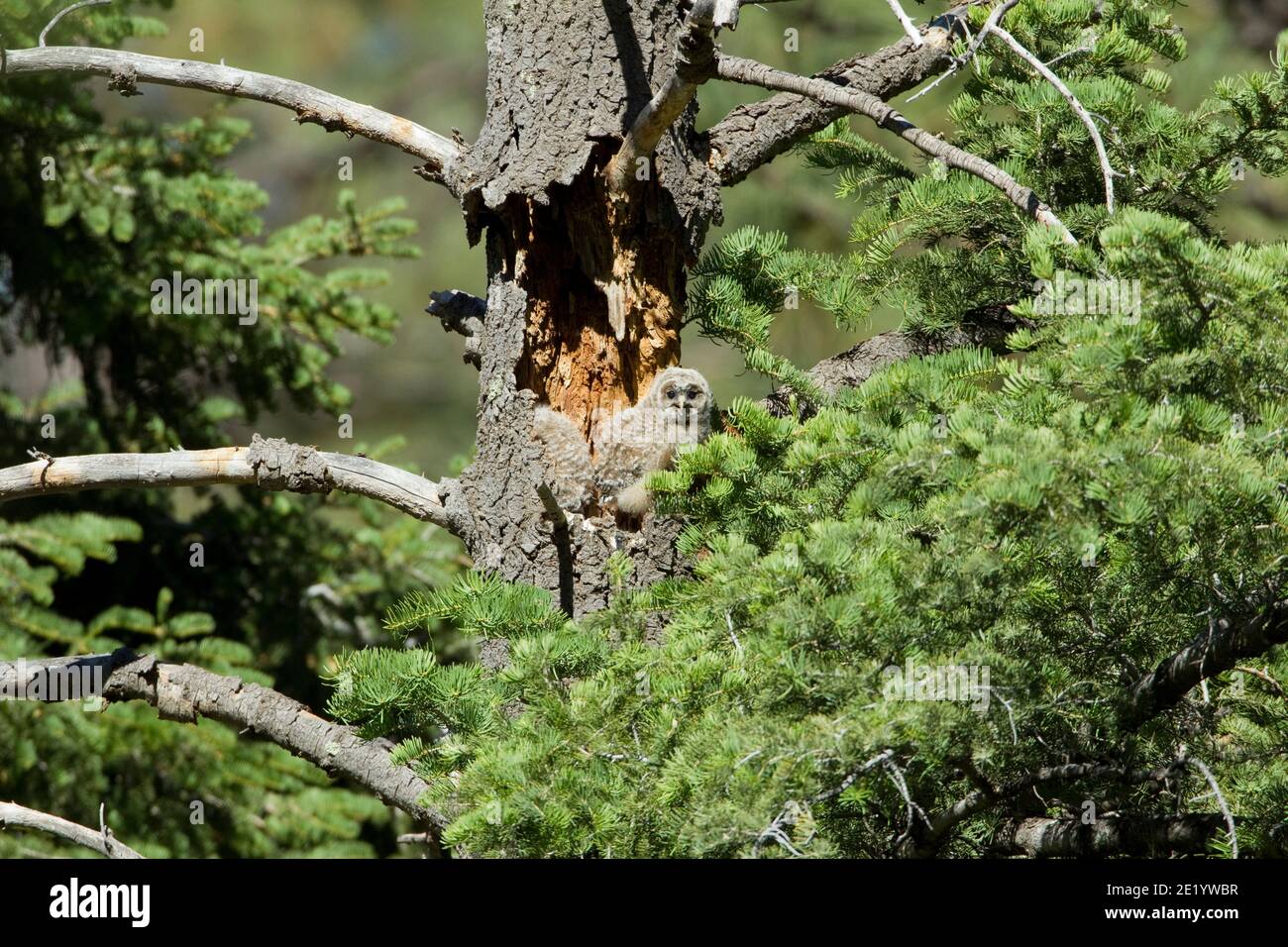 Owl tree nest hi-res stock photography and images - Alamy