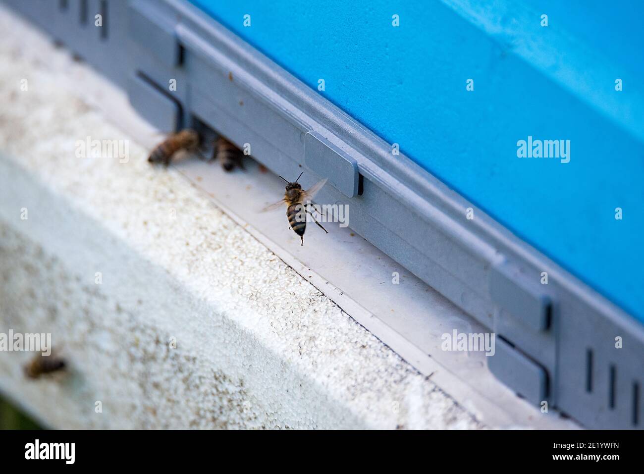 Bees flying into the hive. Spring and plant pollination. Plastic hives ...