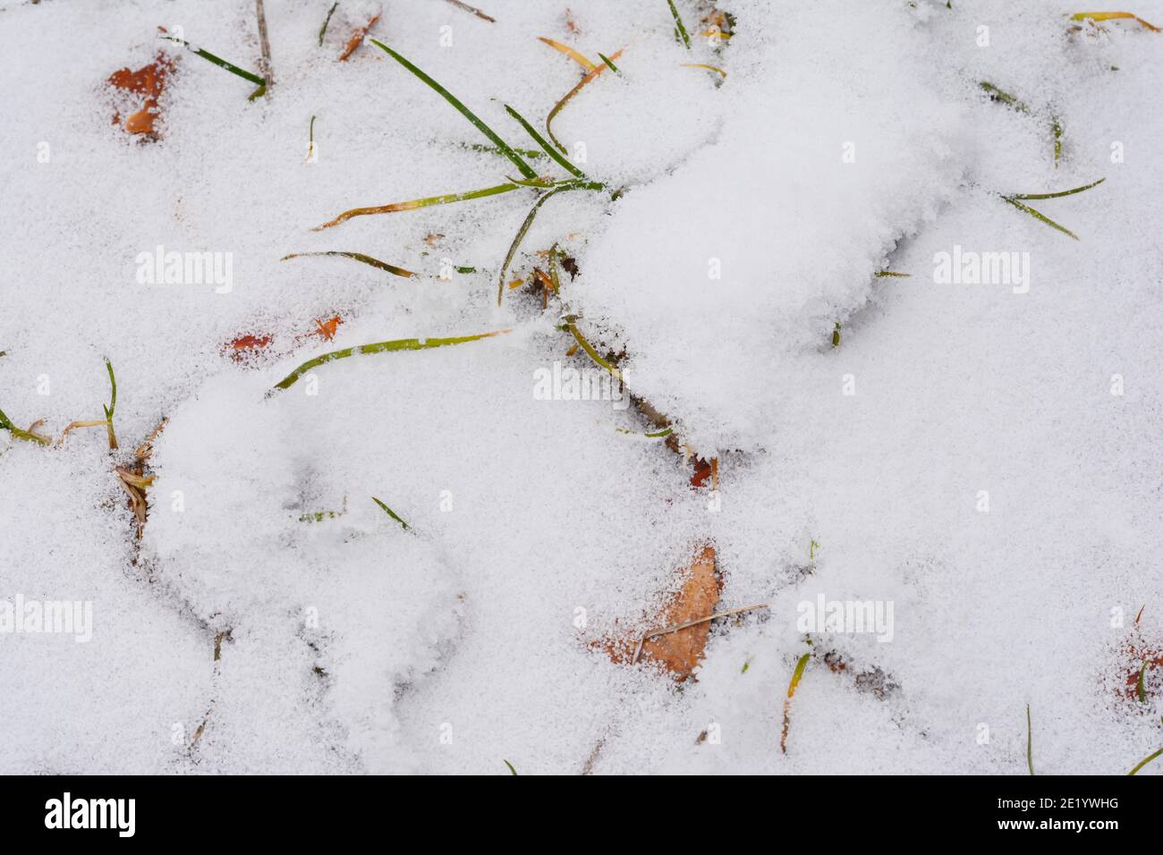 Natural background - first snow cover ground Stock Photo - Alamy