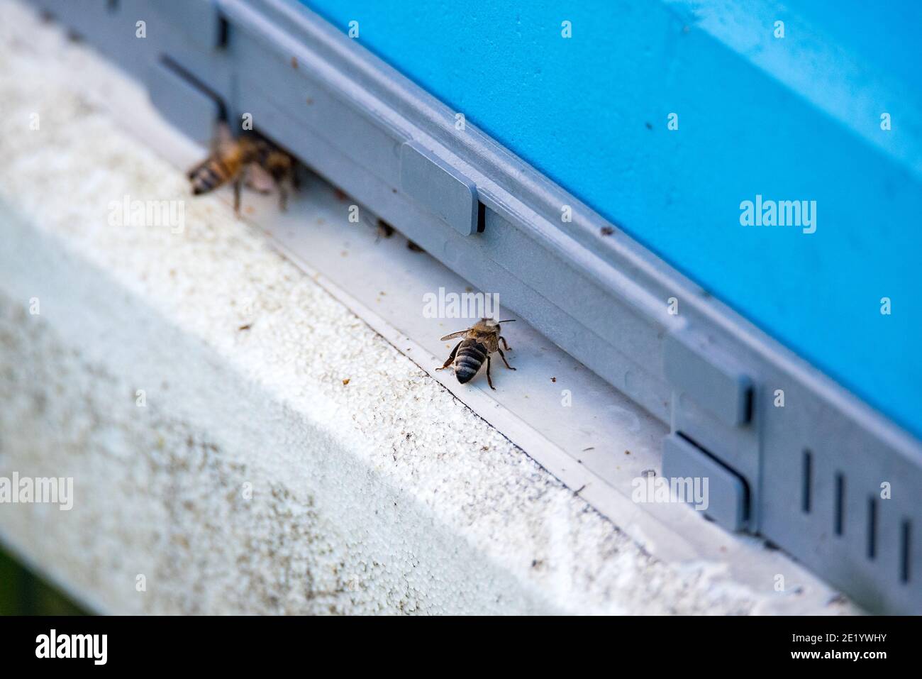 Bees flying into the hive. Spring and plant pollination. Plastic hives ...