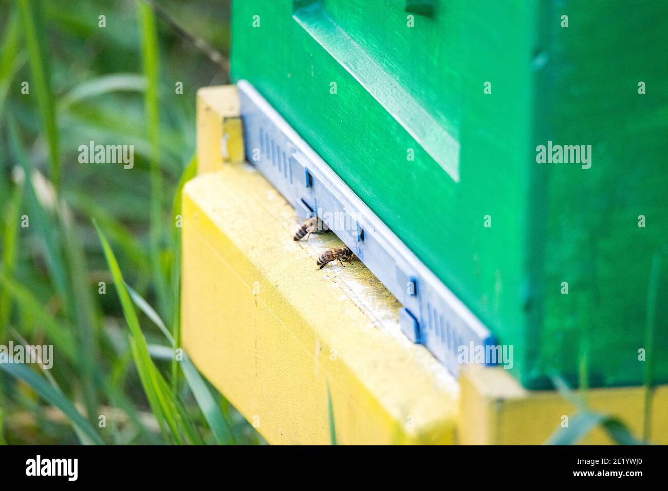 Bees flying into the hive. Spring and plant pollination. Plastic hives ...