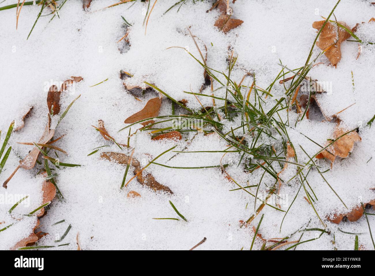 Natural background - first snow cover ground Stock Photo - Alamy