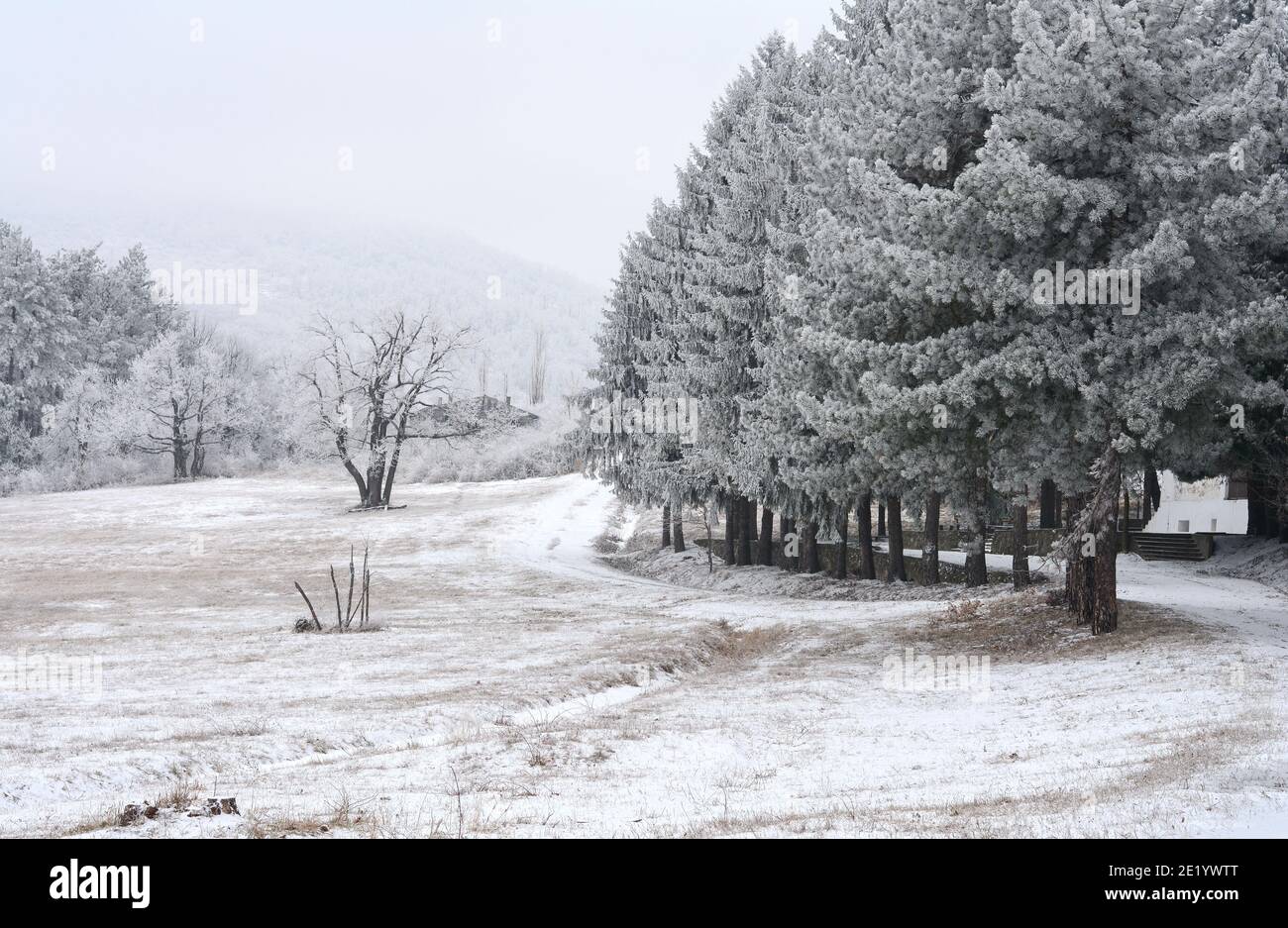 Natural background - first snow cover ground Stock Photo - Alamy