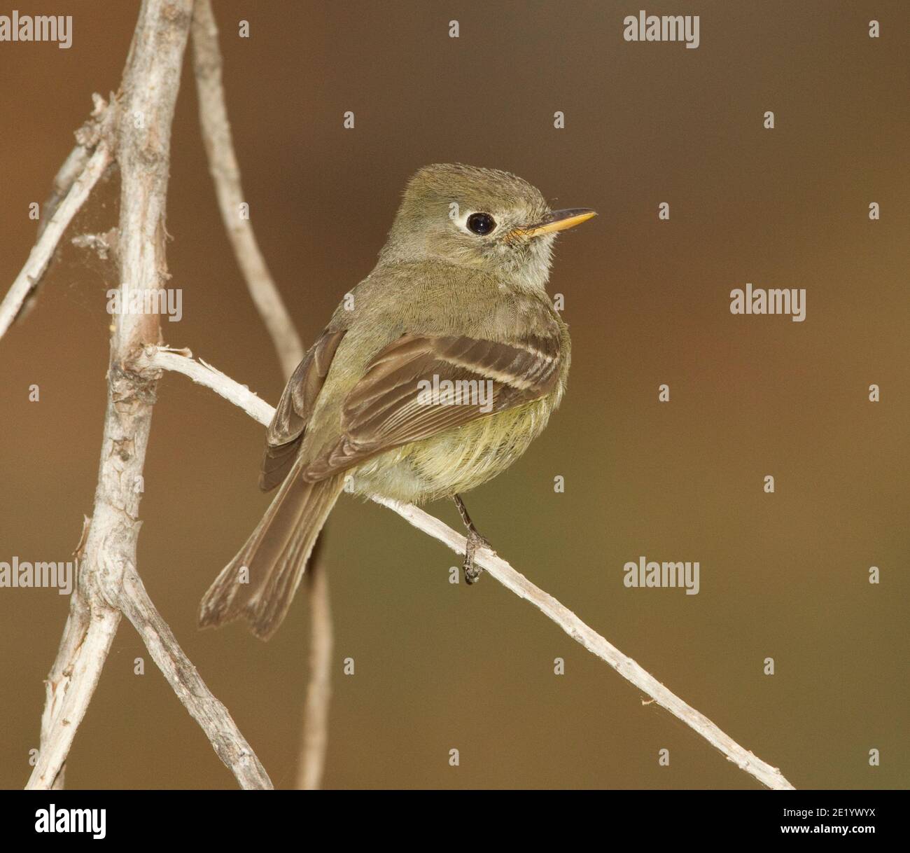 Empidonax affinis hi-res stock photography and images - Alamy
