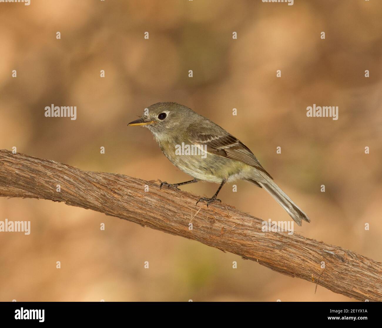 Empidonax affinis hi-res stock photography and images - Alamy