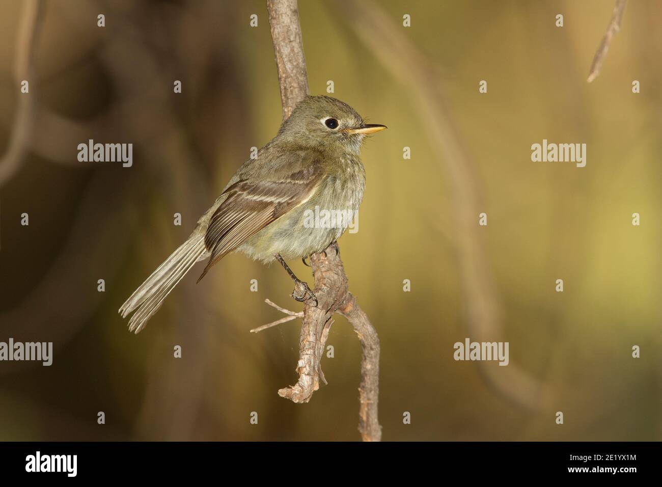 Empidonax affinis hi-res stock photography and images - Alamy