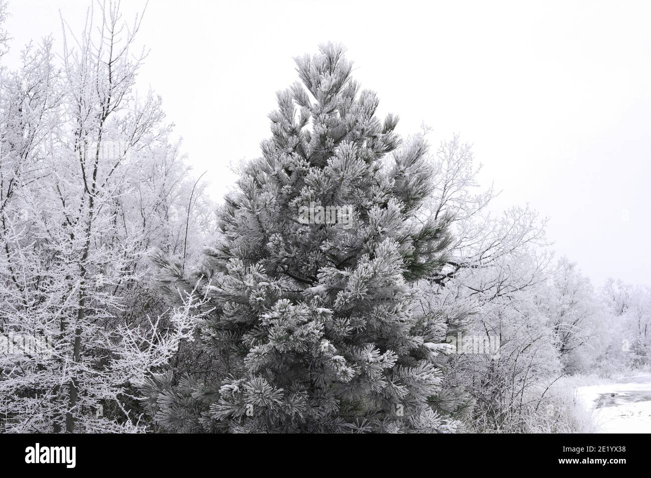 Natural background - first snow cover ground Stock Photo - Alamy