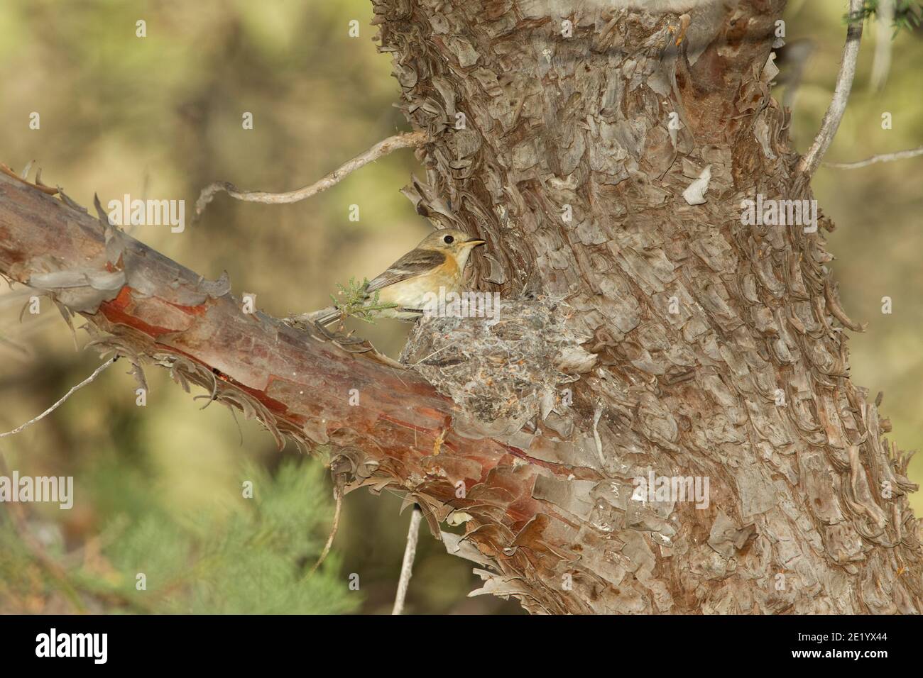 Buff-breasted Flycatcher on nest, Empidonax fulvifrons Stock Photo - Alamy