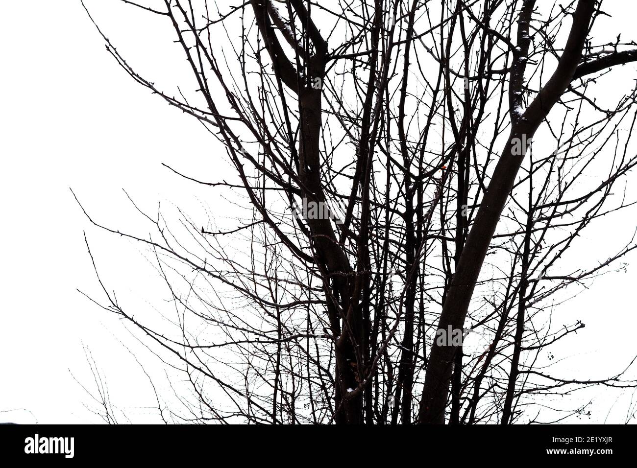 Winter Trees without leaves. Branches and snow background Stock Photo ...