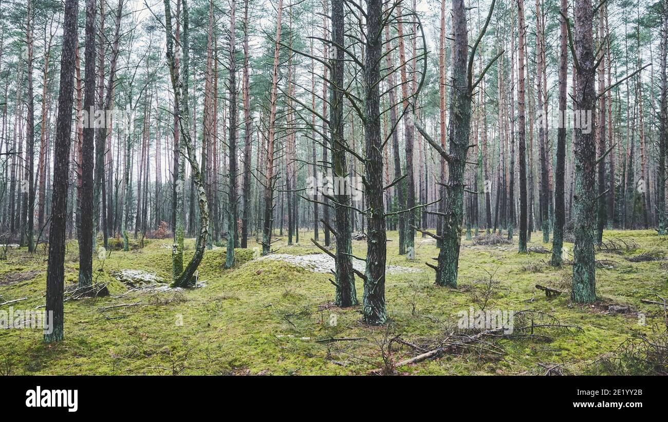 Panoramic view of a forest, color toning applied Stock Photo - Alamy