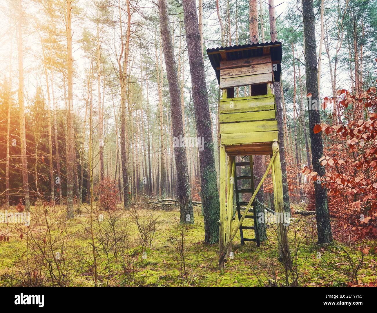 Deer hunting tower in woods, color toning applied Stock Photo - Alamy