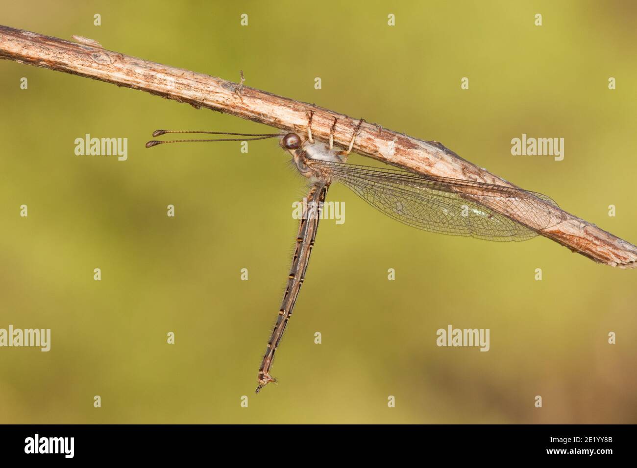 Ascalaphidae hi-res stock photography and images - Alamy