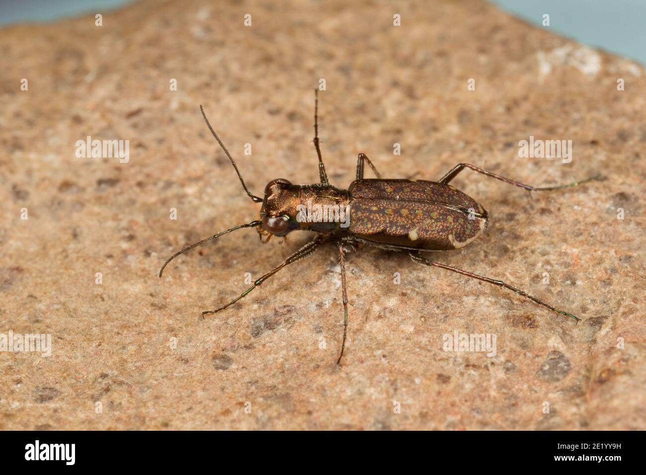 Pygmy Tiger Beetle, Brasiella viridisticta, Cicindelinae, Carabidae ...