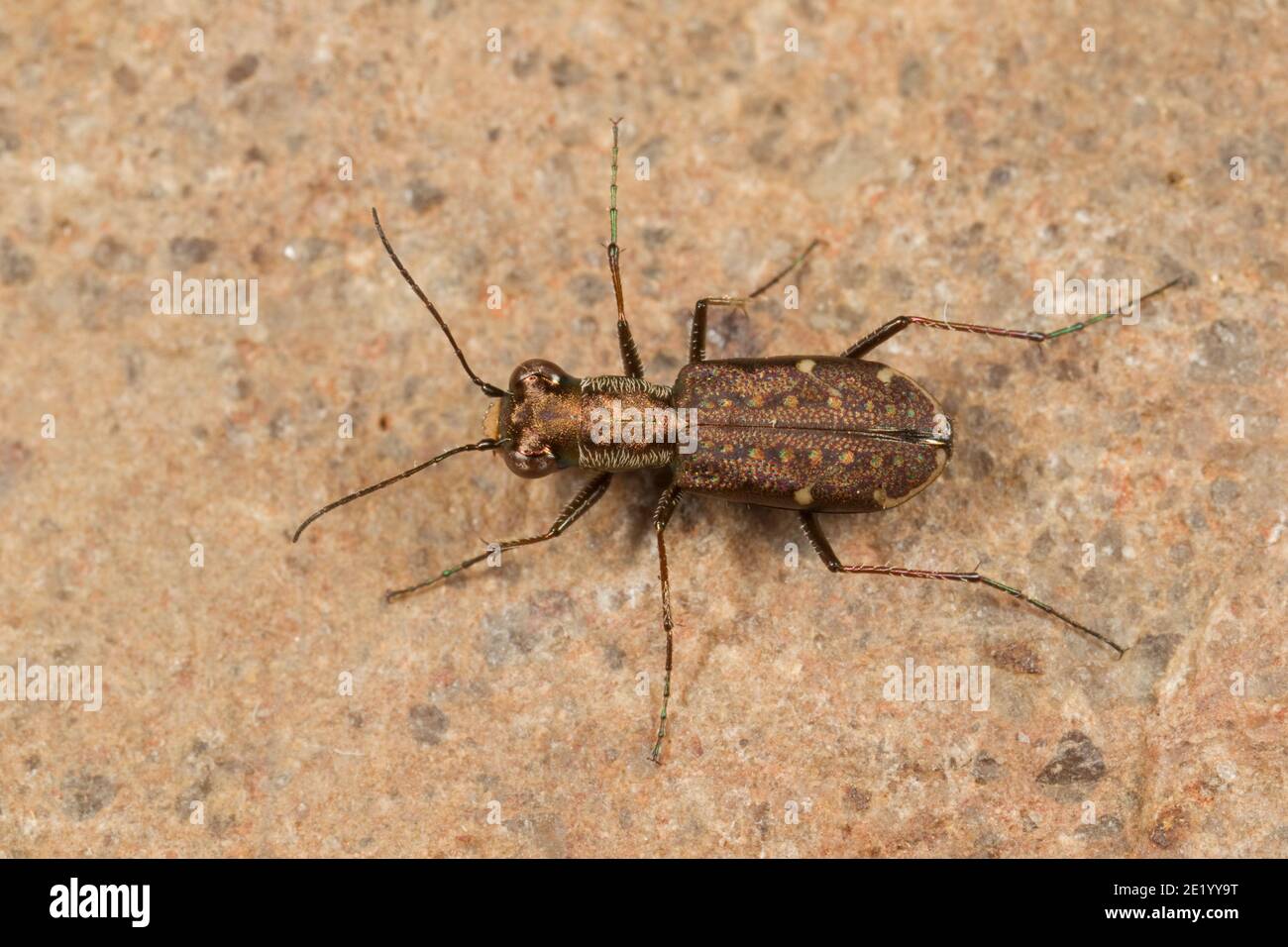 Pygmy Tiger Beetle, Brasiella viridisticta, Cicindelinae, Carabidae ...