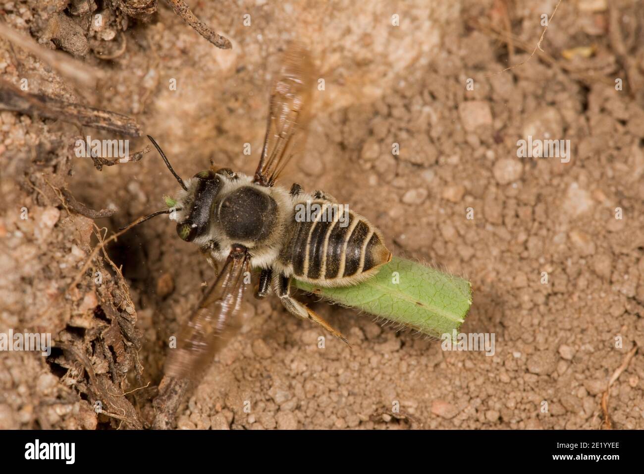 Parallel Leaf-cutter Bee female, Megachile parallela, Megachilidae ...