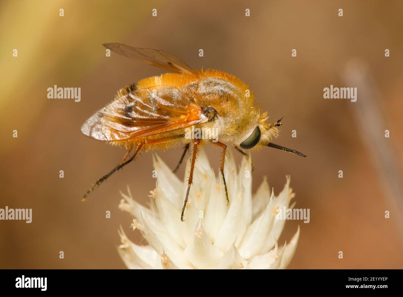 Lordotus striatus hi-res stock photography and images - Alamy