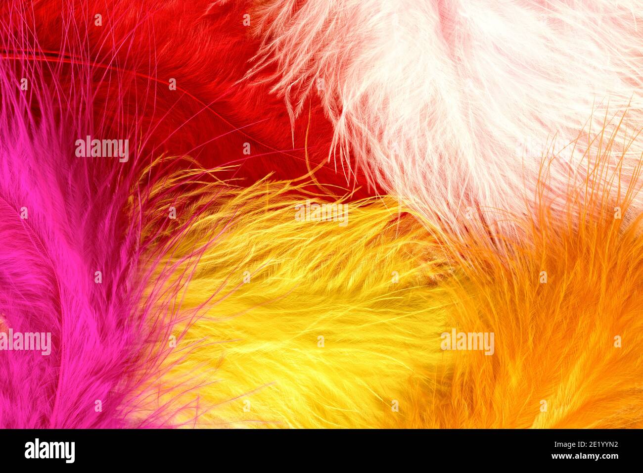 Brightly colored bird hi-res stock photography and images - Alamy