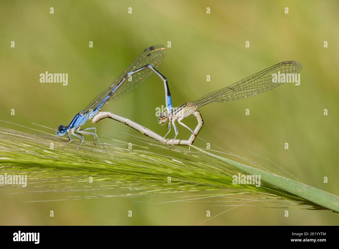 Mating wheel hi-res stock photography and images - Alamy