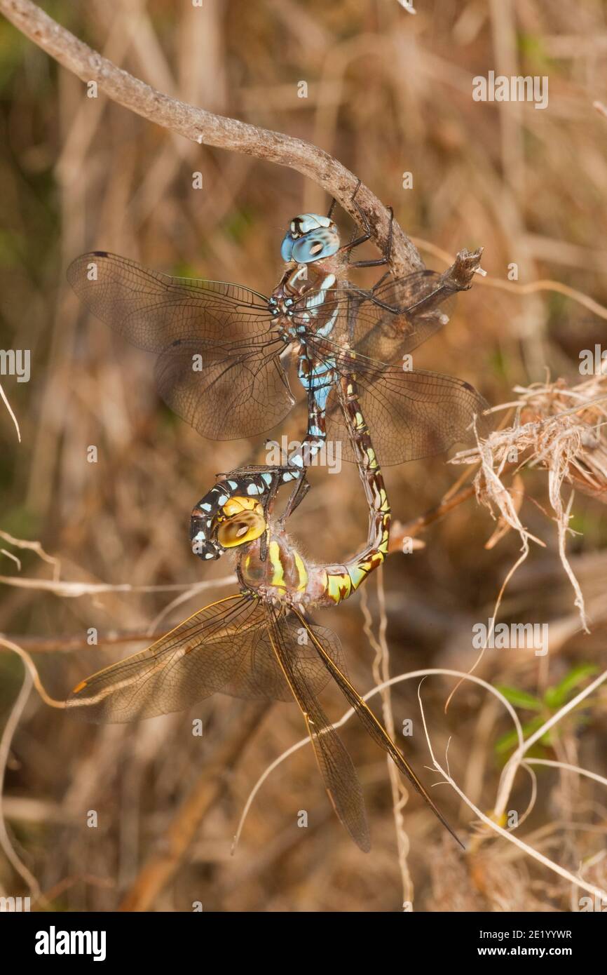 Blue-eyed Darner Dragonfly male and female in wheel, Rhionaeschna ...