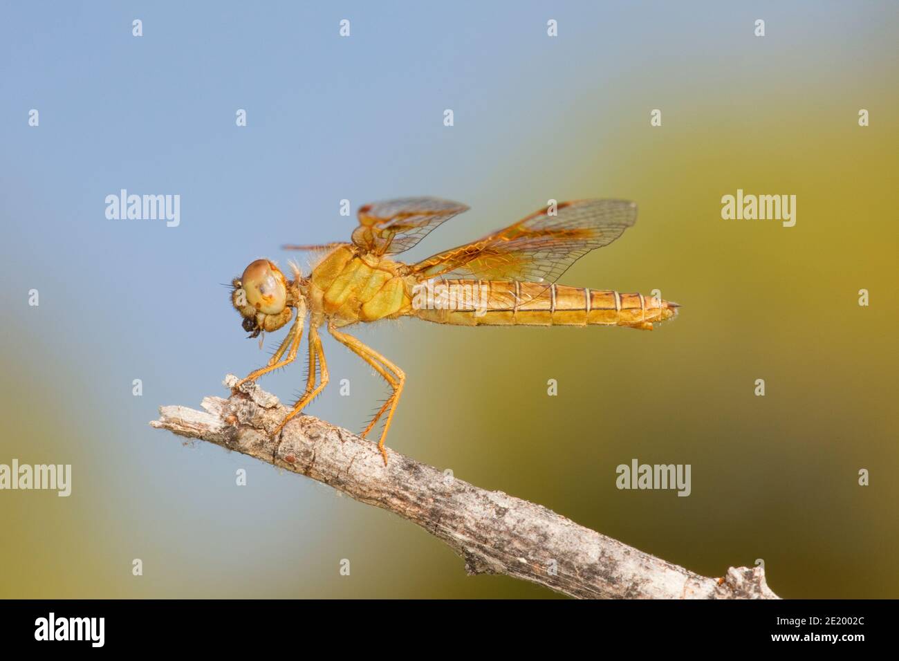 Mexican Amberwing Dragonfly female, Perithemis intensa, Libellulidae ...