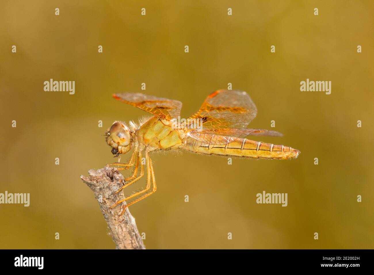 Mexican Amberwing Dragonfly female, Perithemis intensa, Libellulidae ...
