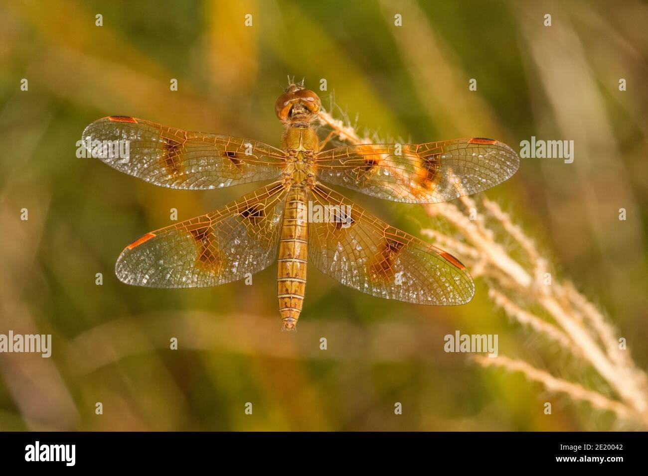 Mexican Amberwing Dragonfly female, Perithemis intensa, Libellulidae ...