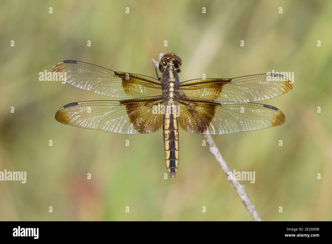 Widow Skimmer Dragonfly female, Libellula luctuosa, Libellulidae Stock ...