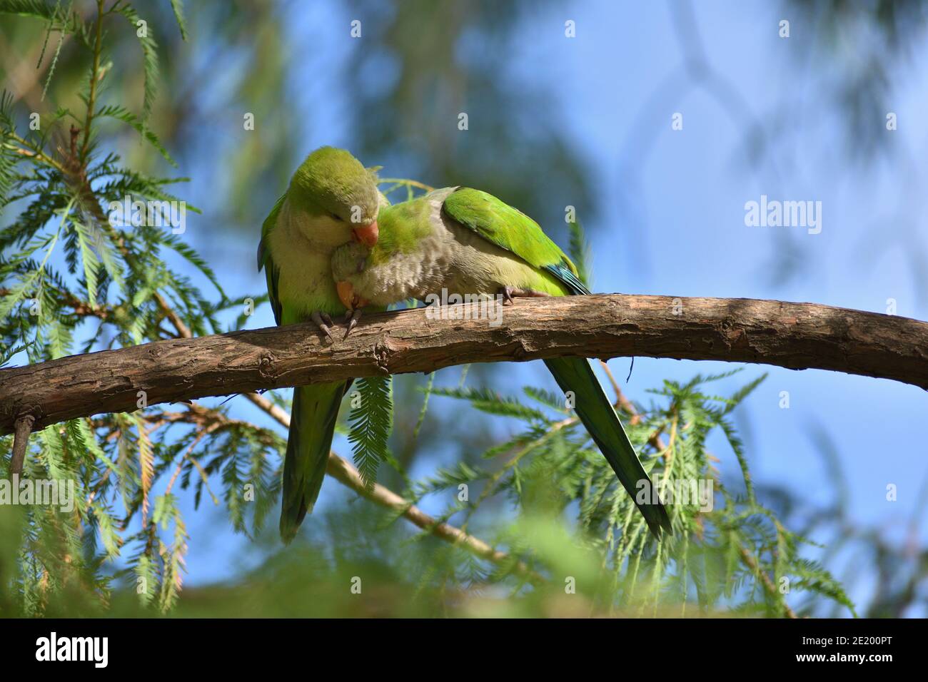 A pair of monk parakeet (myiopsitta monachus), or quaker parrot ...