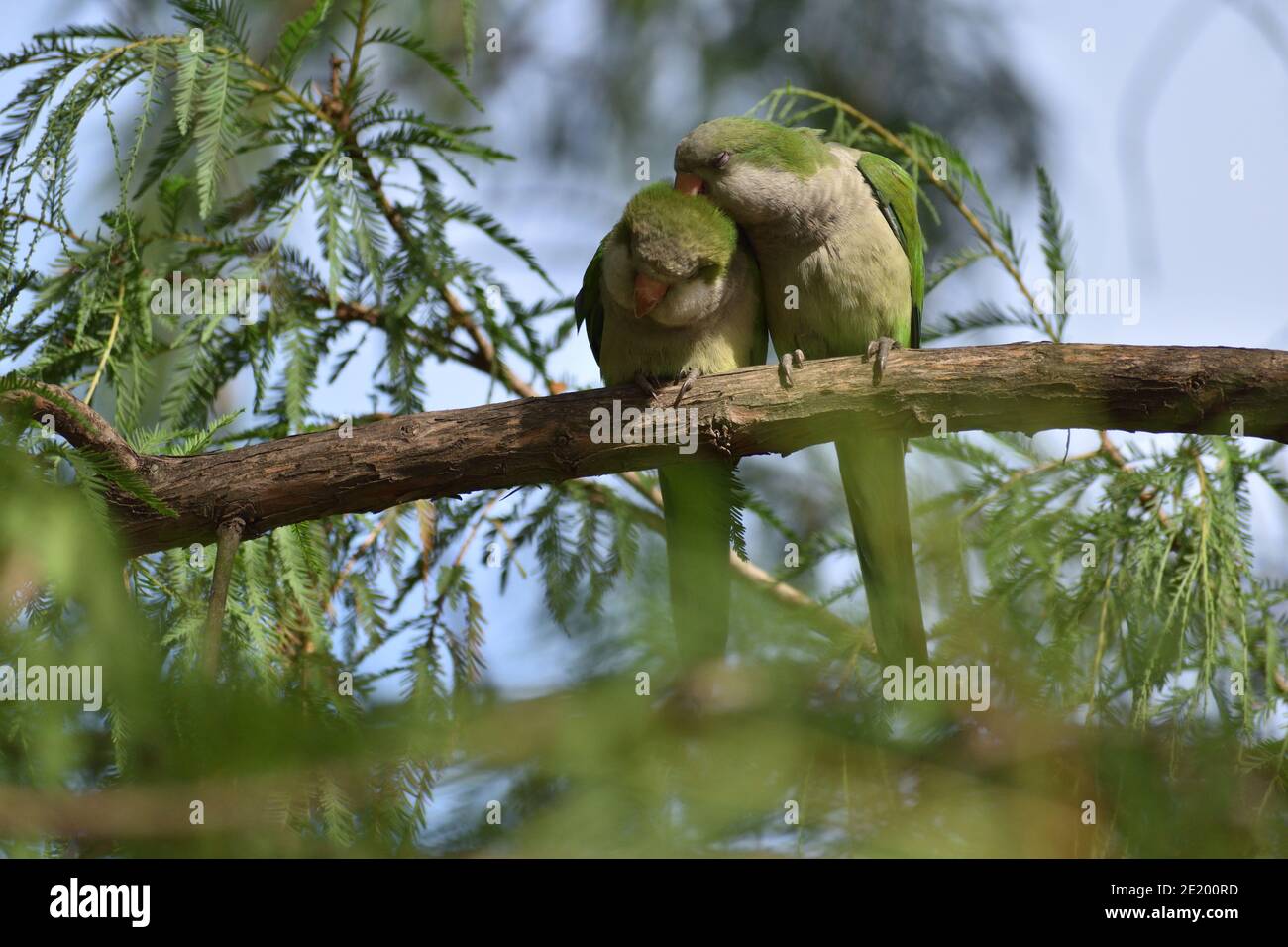 Parrot cuddling hi-res stock photography and images - Alamy