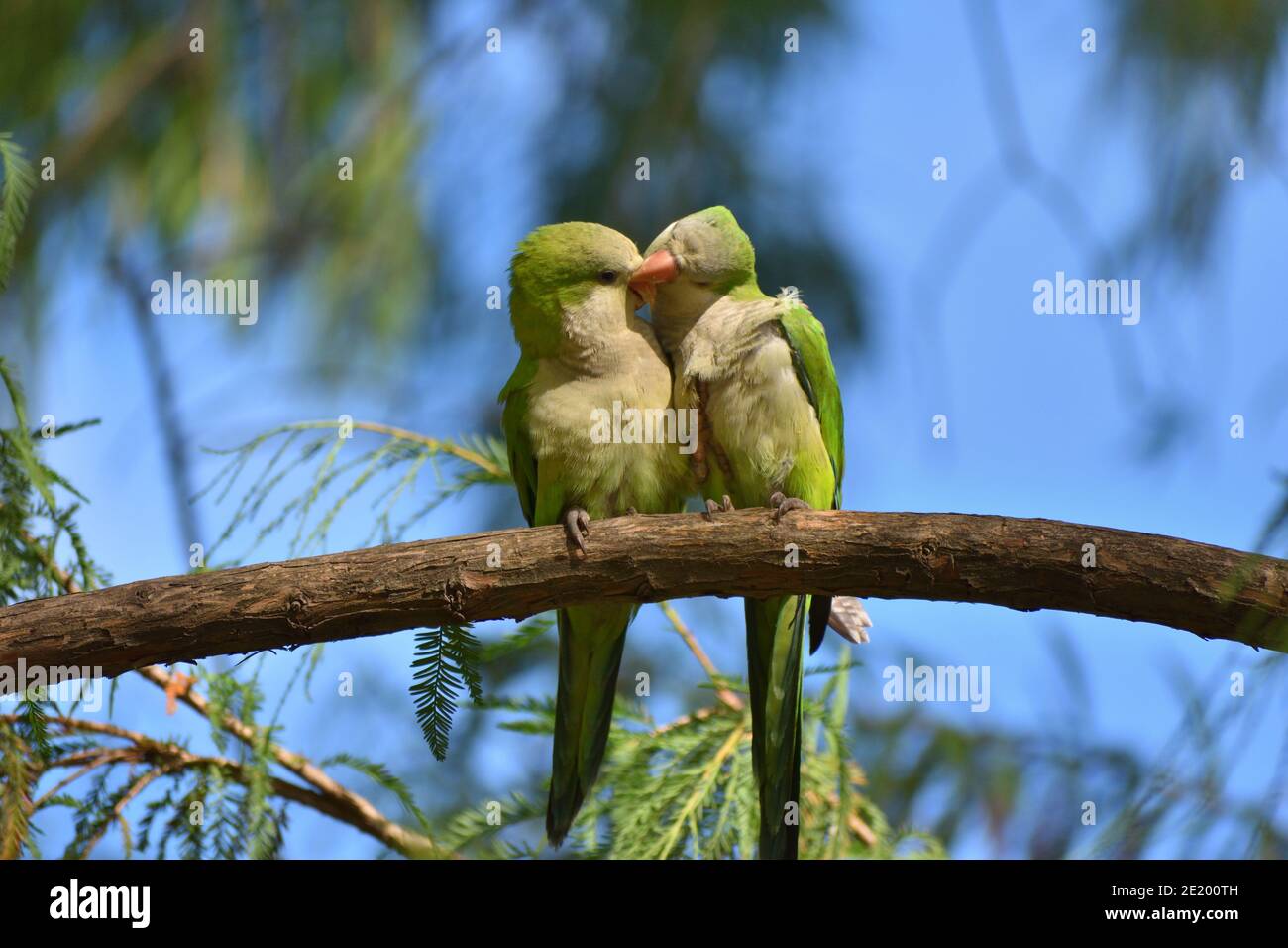 Cuddling parrot hi-res stock photography and images - Alamy