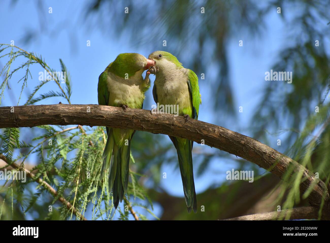Quaker Parrot High Resolution Stock Photography and Images - Alamy