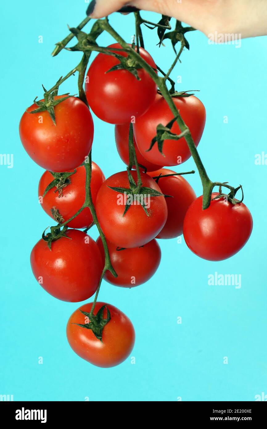Hand holding fresh red organic cherry tomatoes on vine Stock Photo - Alamy