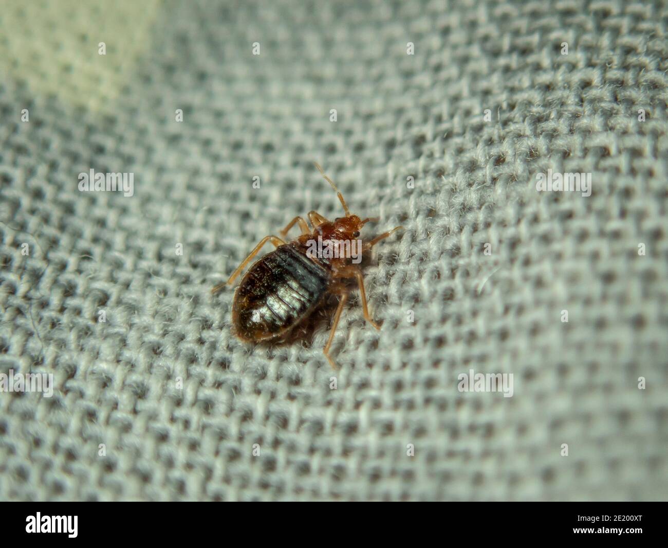 Bed bug crawling on the sheet. Household parasite. Close-up photo Stock ...