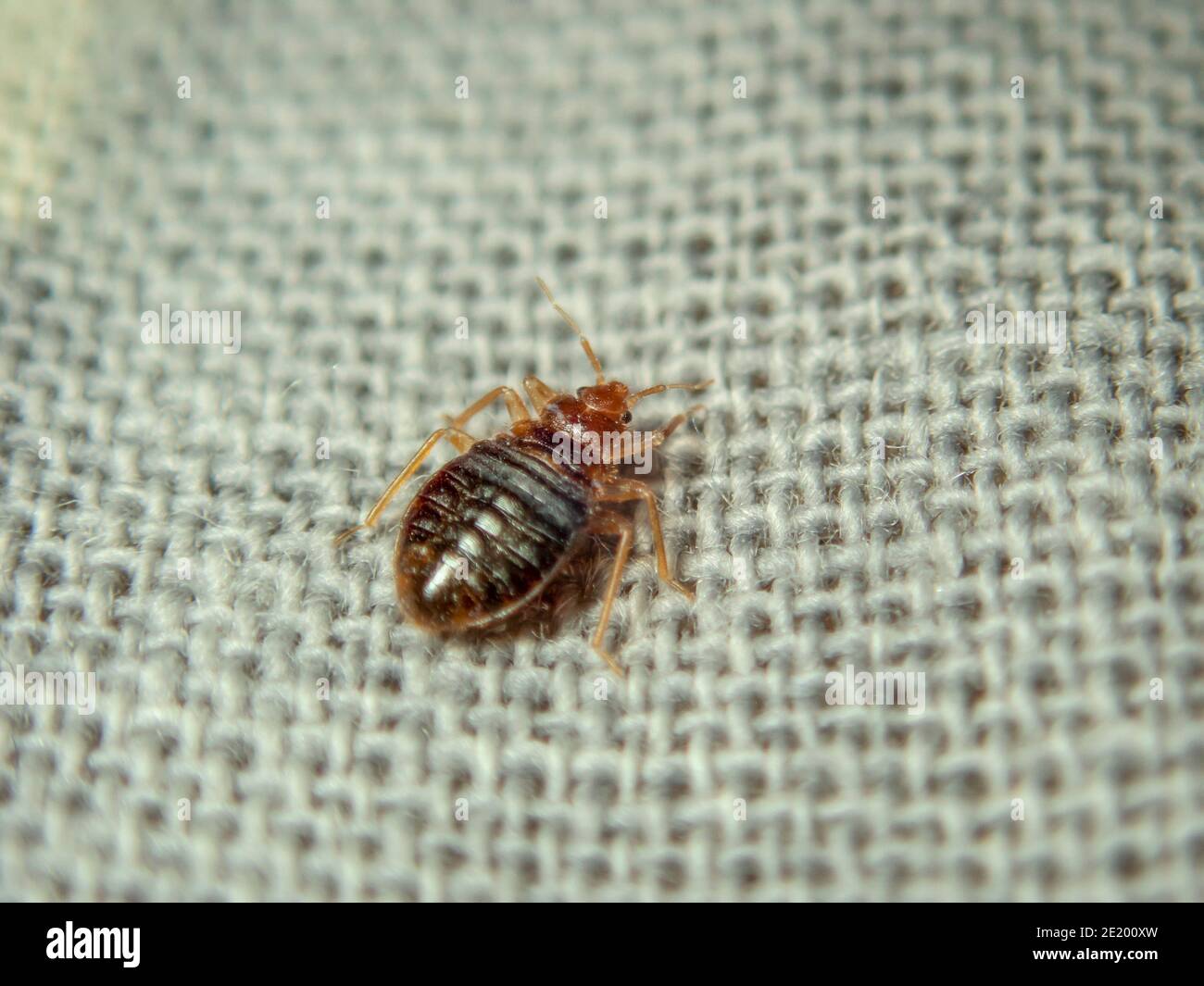 Bed bug crawling on the sheet. Household parasite. Close-up photo Stock ...